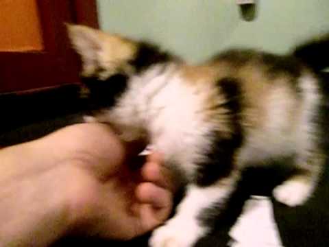 Vicious Kitten - YouTube
