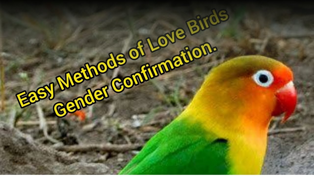 How to identify Male and Female in Love Birds | Gender identify in Love ...