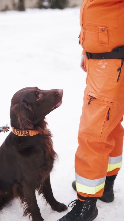 Bezpieczne podejście do psa - Viper Pies Ratownik - YouTube