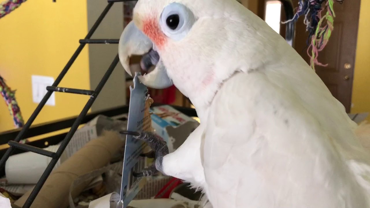 Peeky The White - Papercutter Parrot - YouTube