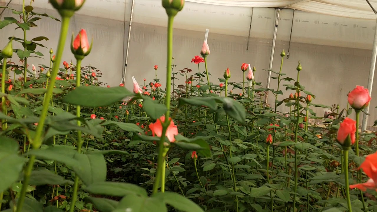 green house rose / dutch rose farming - YouTube