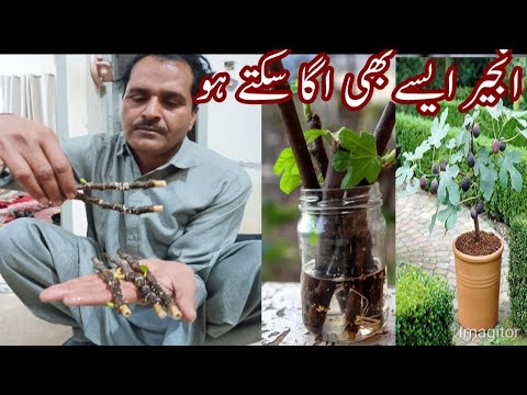 Propagation Fig trees from cuttings.Propagation fig from cuttings in ...