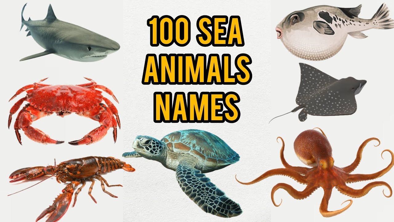 100 Sea Animals | Sea Animal Names List - YouTube