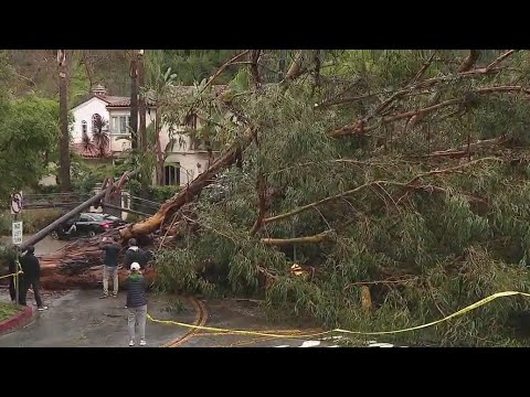Large tree falls on power lines in Brentwood - YouTube