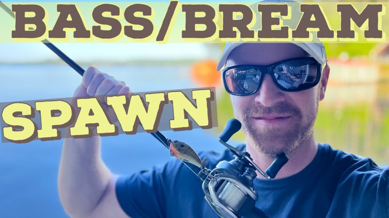 Bass Fishing The Bream Spawn / Bass Spawn - YouTube