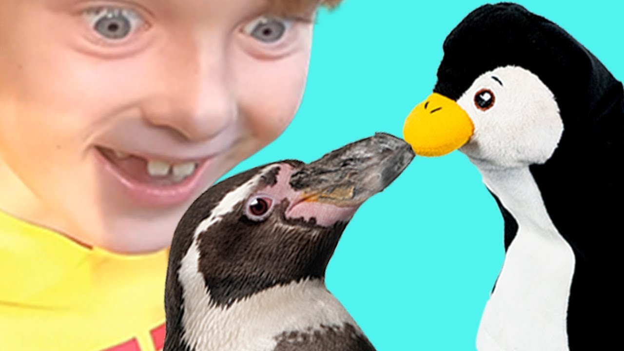 What happens when you show a puppet to the penguin at the zoo - YouTube
