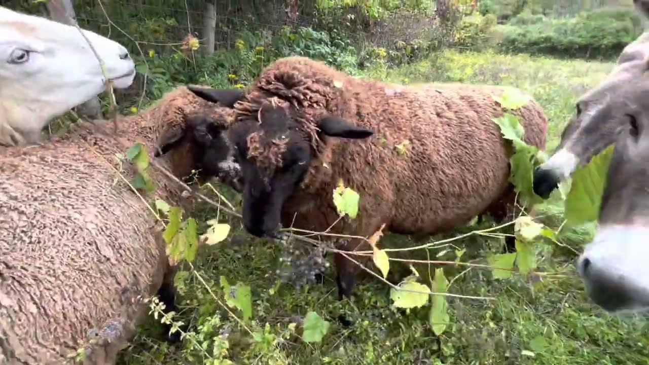Sheep Eating Wild Grapes - YouTube