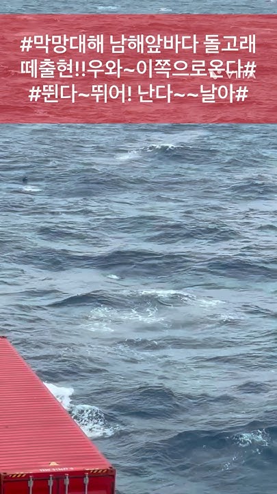 #우와~ 오오오늘이 그날#남해 앞바다 돌고래떼 출현#자유롭게 헤엄치는 돌고래 무리# #우와 이쪽으로 나온다 우와#대박영상#못 ...