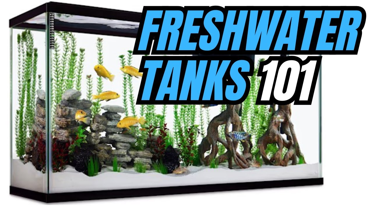 Beginners Guide to an Aquarium Set-Up (Step-By-Step) - YouTube