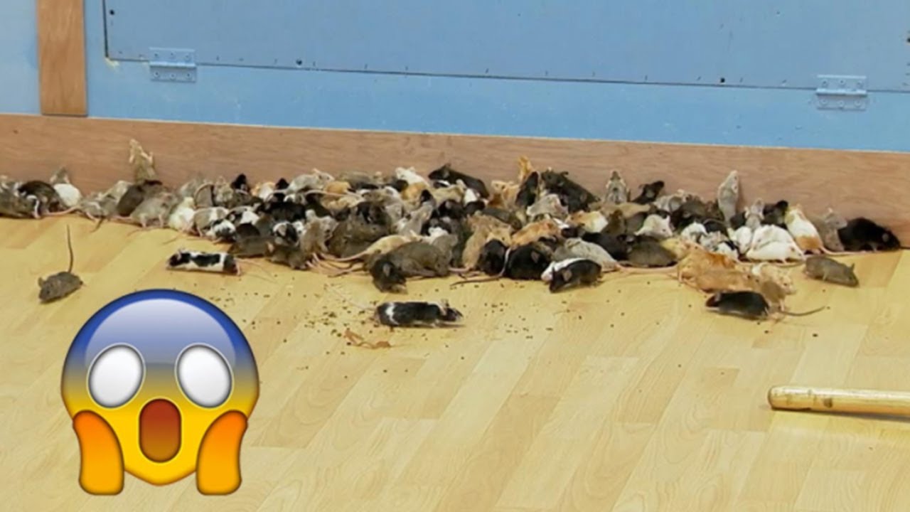 Mice Infestation Discovered - YouTube