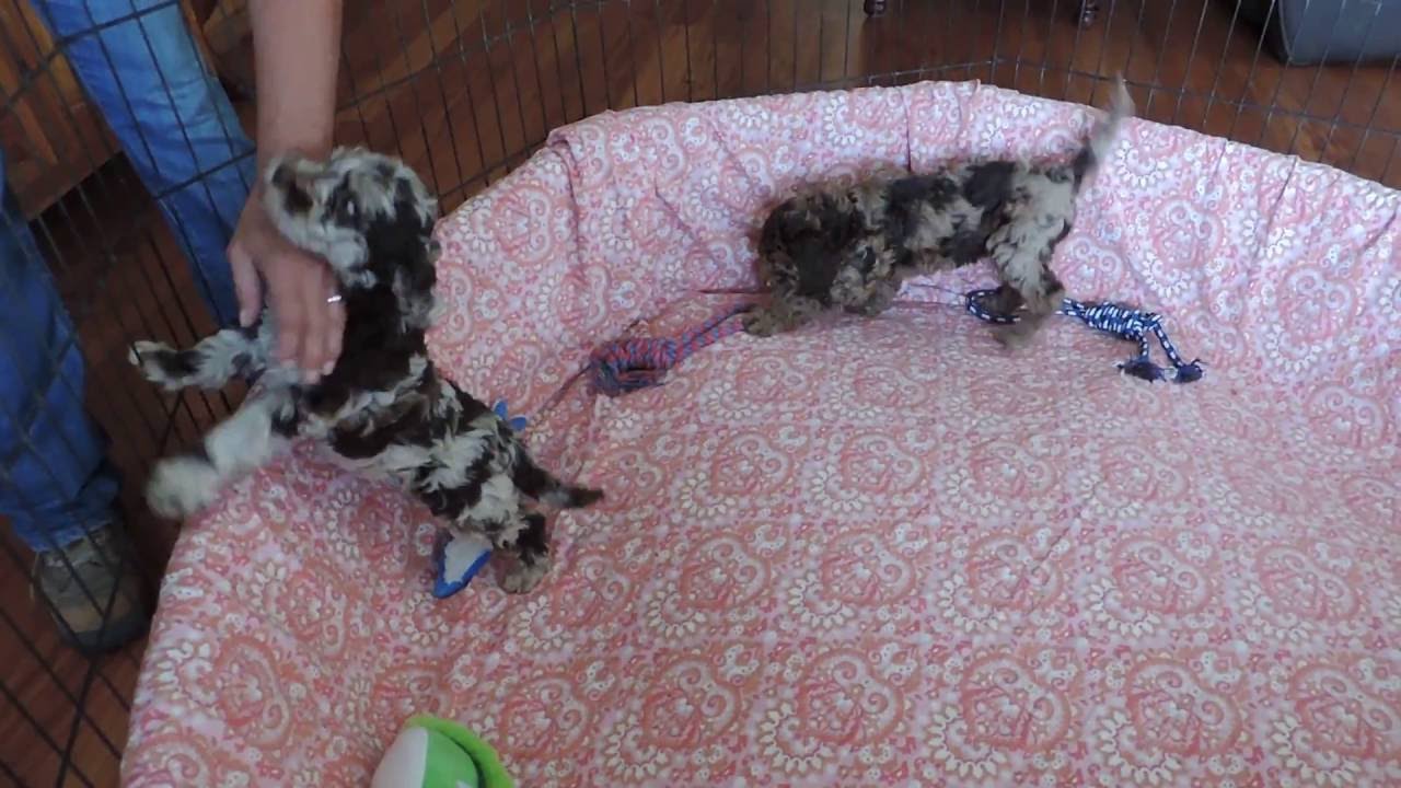 Merle Australian Labradoodle Puppies - YouTube