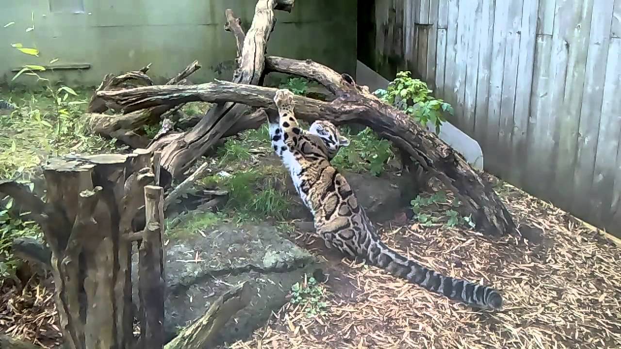 Clouded Leopard stretching, at Thrigby Hall - YouTube