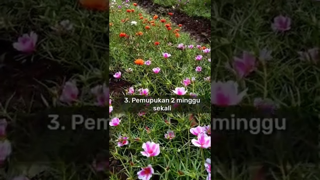 Tips merawat bunga krokot #shorts - YouTube
