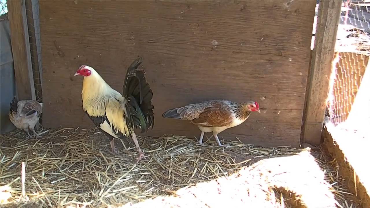 Joe Goode pure trios Frost Grey lines - YouTube