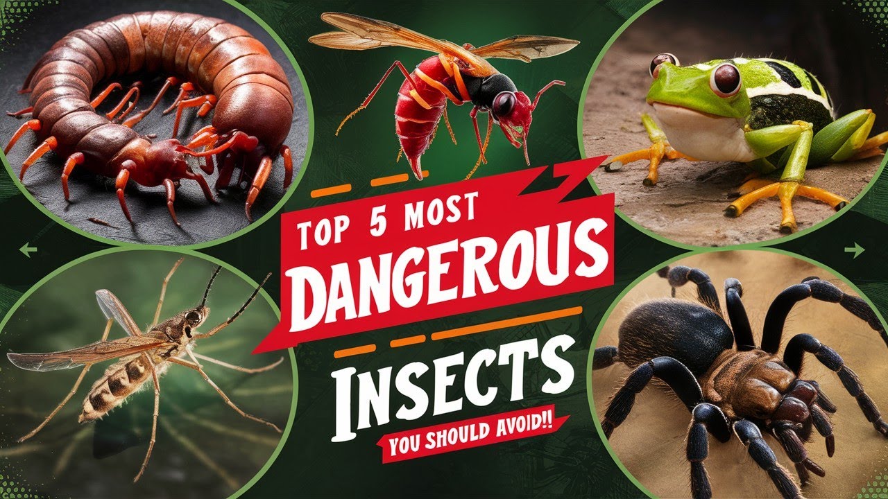 Top 5 Most Dangerous Insects You Should Avoid! - YouTube