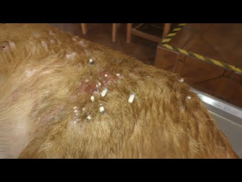 Remove Monster Mango worms from poor dog || Mango worms removal #61 ...