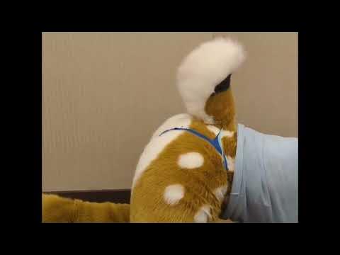Lotus LaSlop (Fursuit Butts) - YouTube