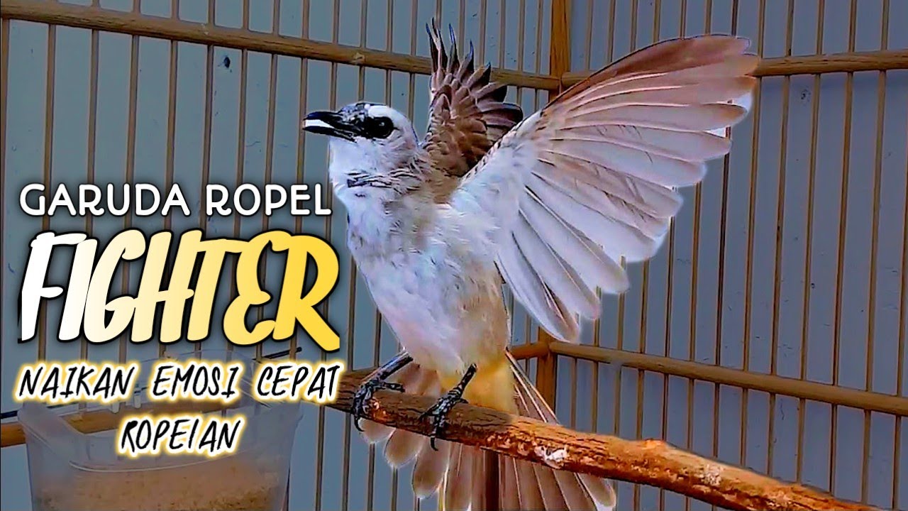 Trucukan gacor garuda ropel , pancingan trucuk naikan emosi bungi cepat ...