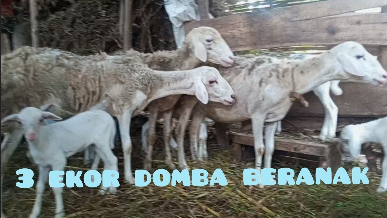 domba beranak jenis domba lokal ‼️ - YouTube
