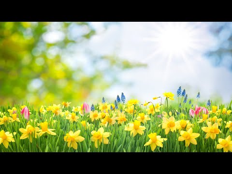 Beautiful Instrumental Hymns for Spring - YouTube