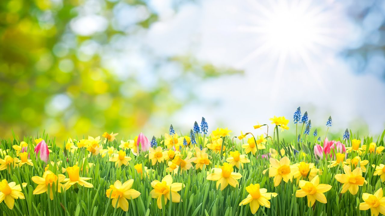 Beautiful Instrumental Hymns for Spring - YouTube