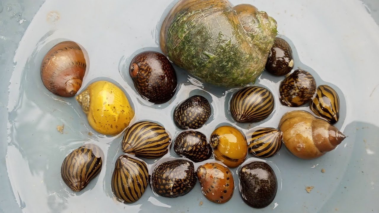 siput batik,siput turbo,siput bawang,keong emas diselokan air - YouTube