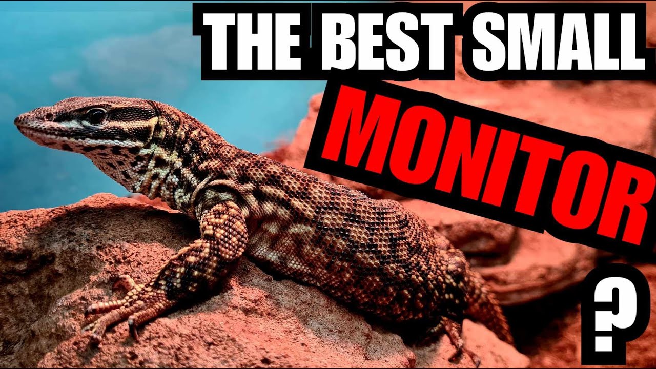 Ridge Tail Monitor Care - YouTube