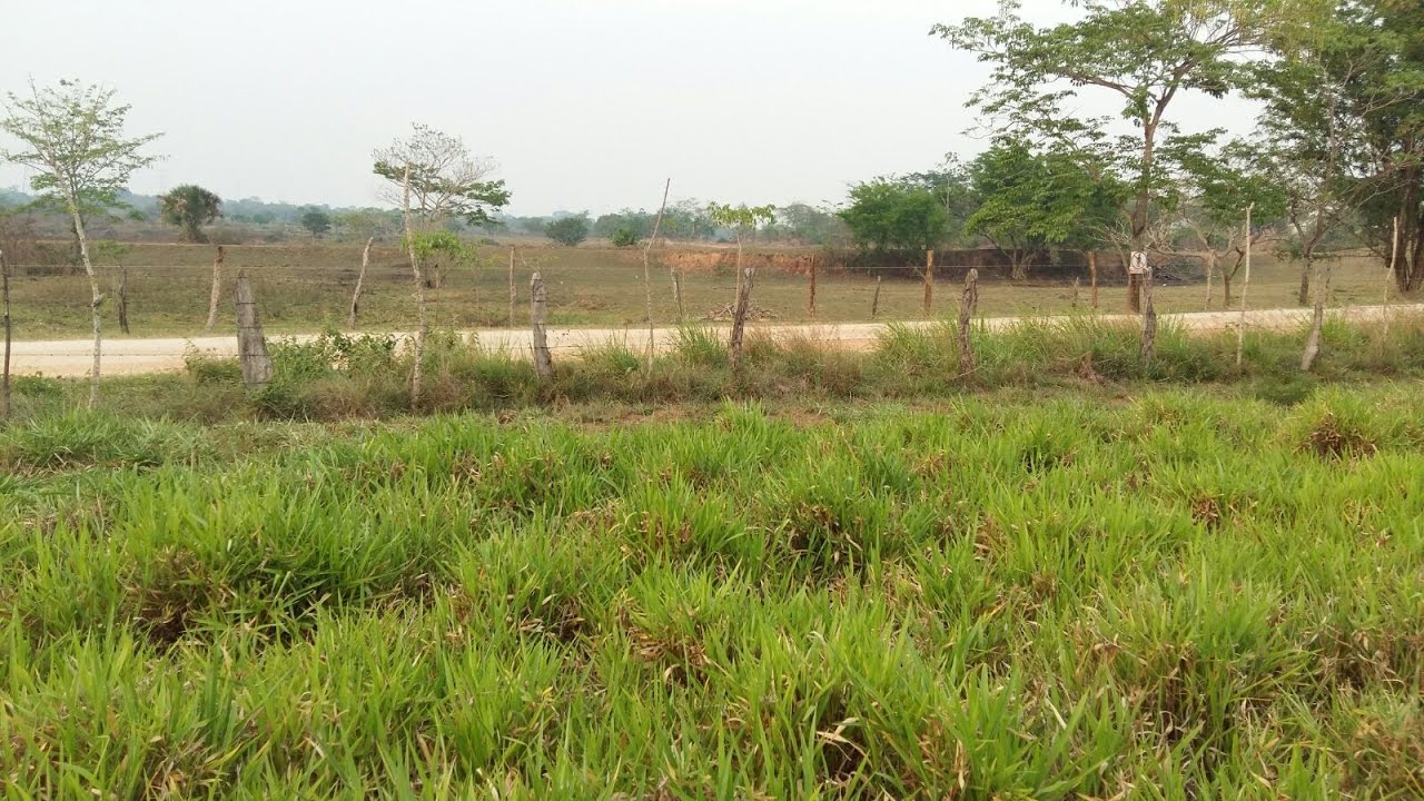 Pasto Cayman en plena seca, Rancho la Esperanza, Emiliano Zapata ...
