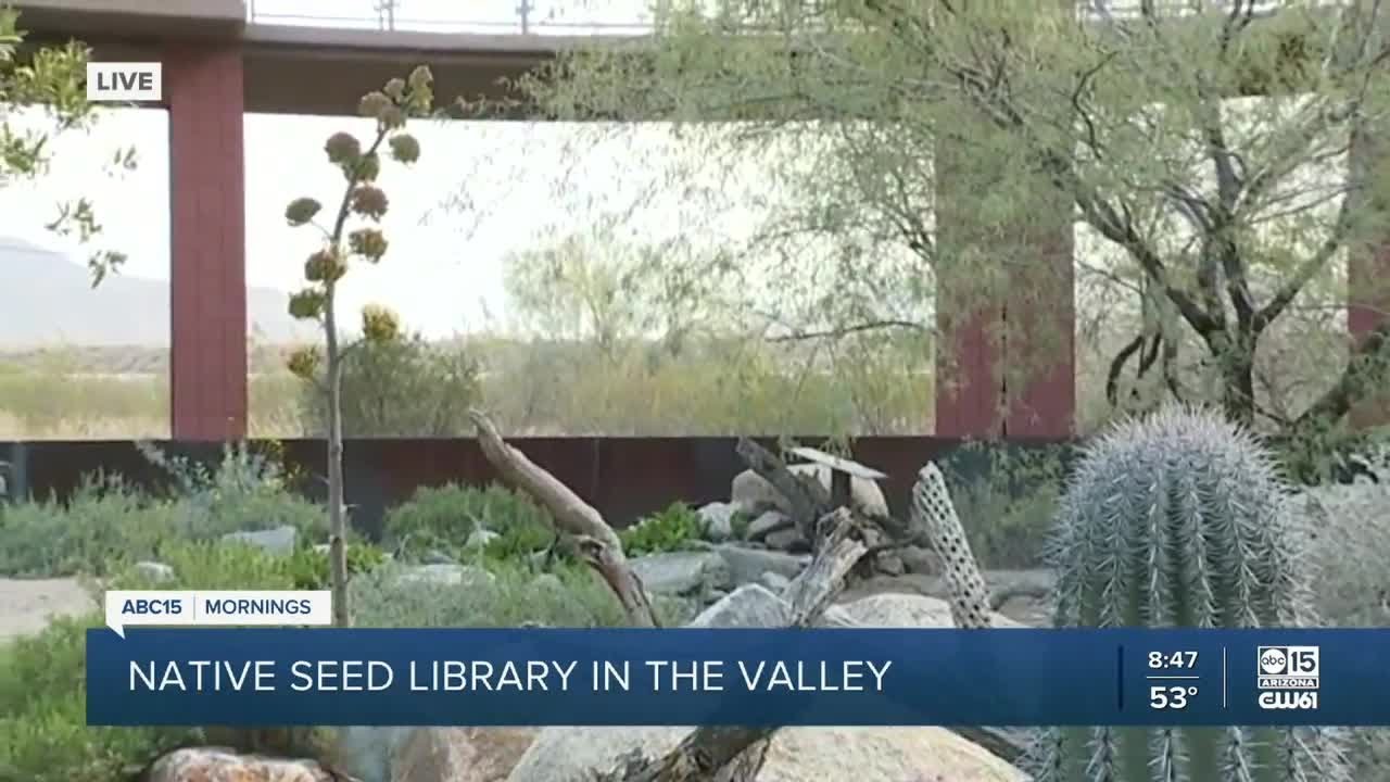 Native Seed Library in the Valley helps spread native plants - YouTube