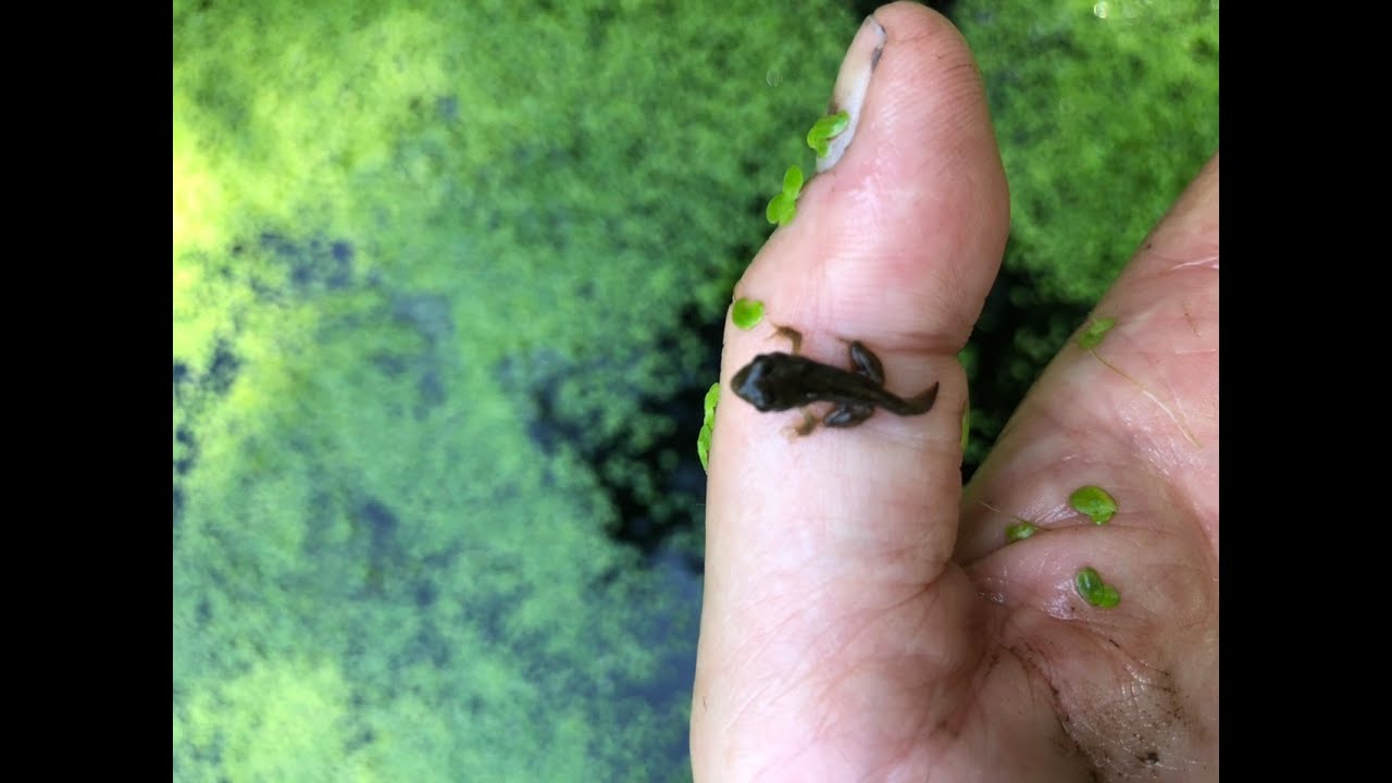 Baby frogs are emerging from their tadpole selves - YouTube