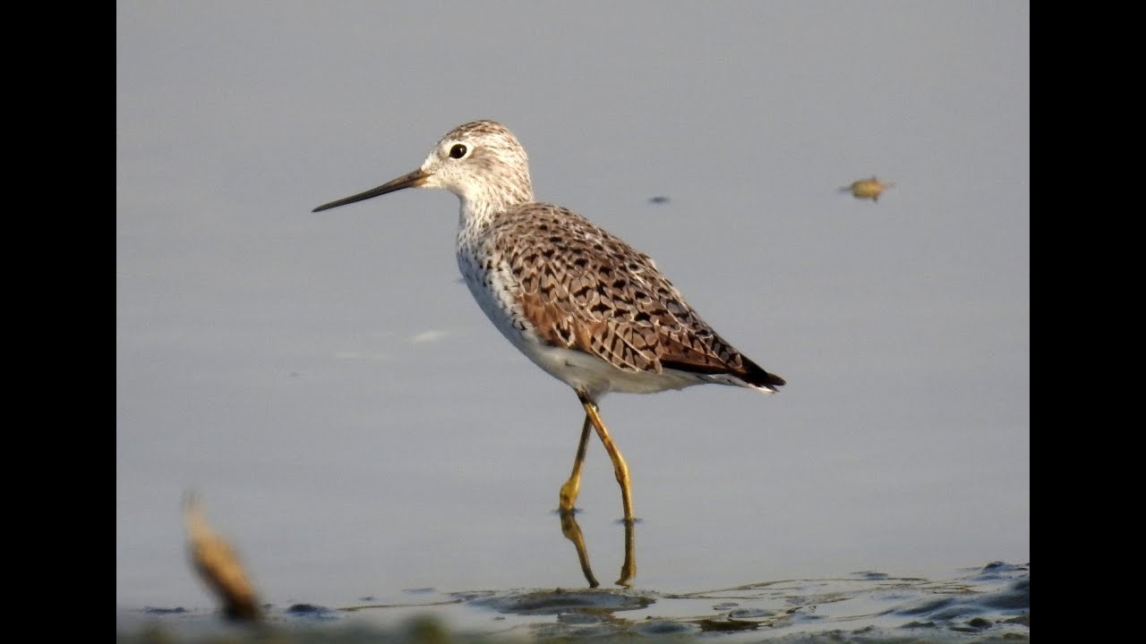 Marsh Sandpiper feeding behaviour best video - YouTube
