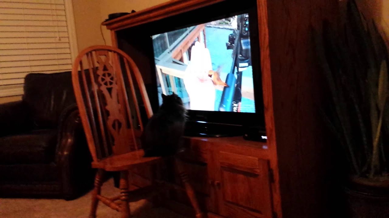 Betsy the cat - YouTube