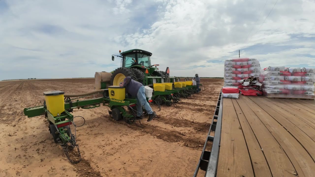 Today, Cotton Will Be Planted - YouTube