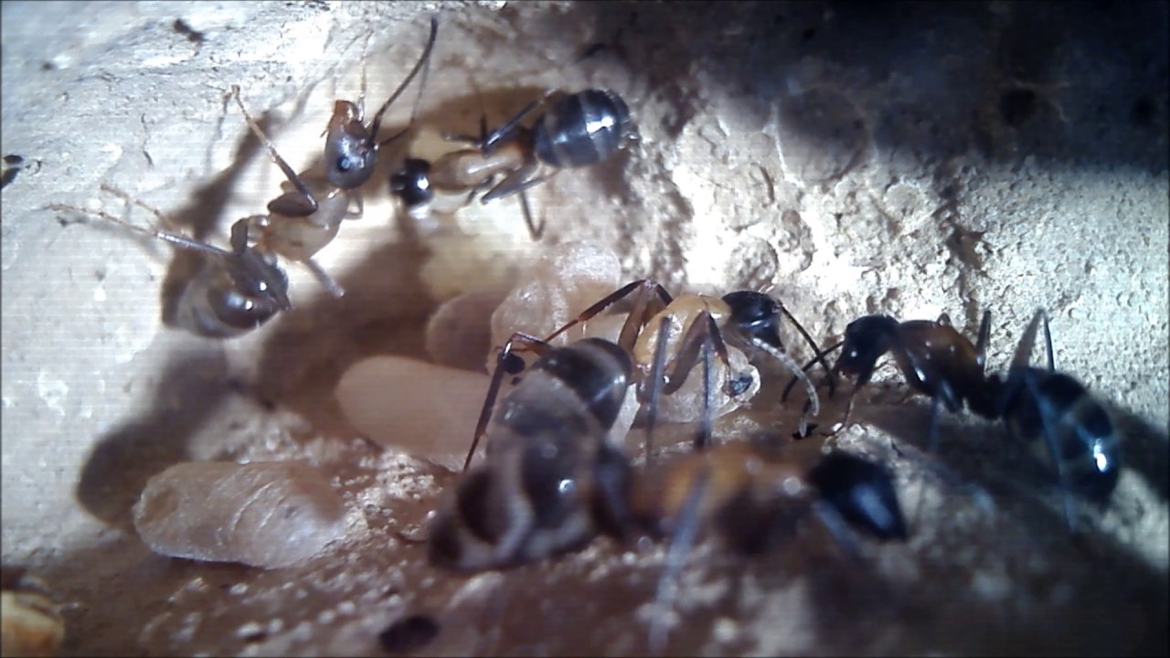 AmazingAnts - Camponotus ligniperda - Life inside the colony - YouTube