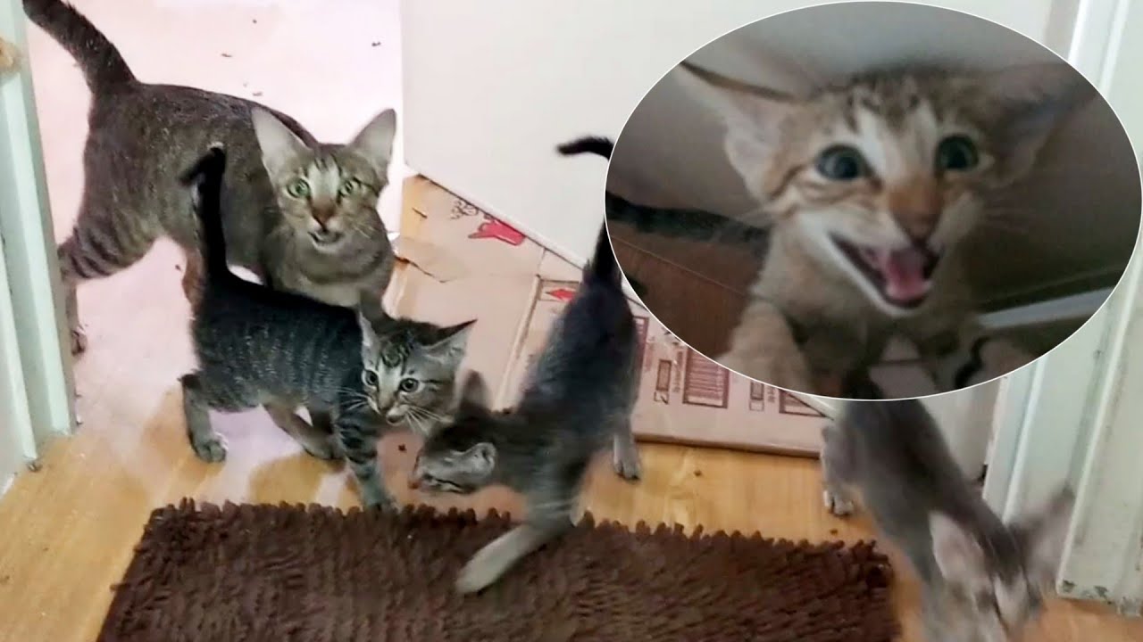Hungry kittens and Mom cat yelling and screaming for breakfast! |Cats ...