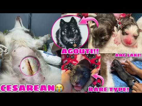 Meet Mishka’s Puppies! | RARE TYPE! | Cesarean Again | Husky Pack TV