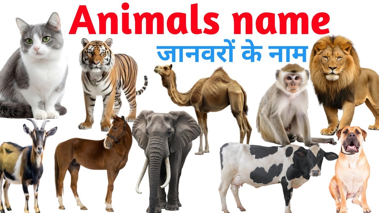 Animals animal name in english hindi | janwaro ke naam | wild domestic ...