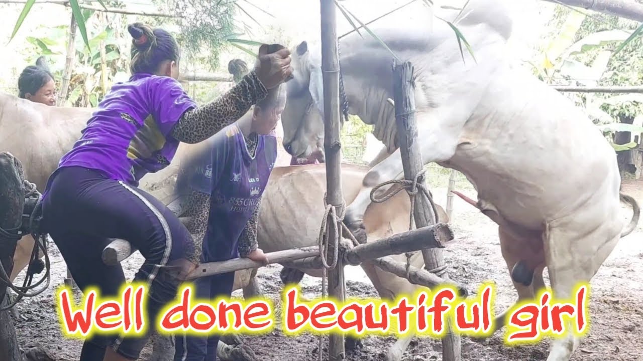 Well Done Beautiful Girl Skilled Breeding Cows Youtube