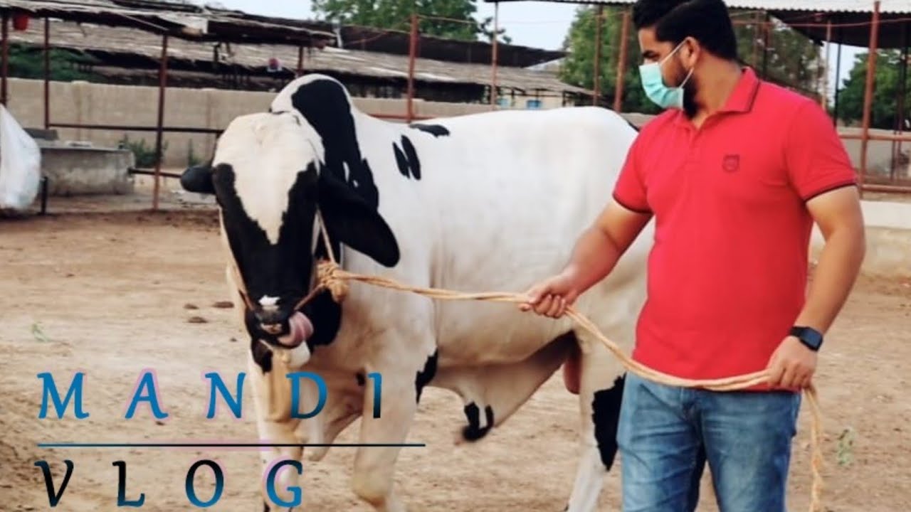 KARACHI COW MANDI 2020 | CATTLE FARM | MANDI CRAZE - YouTube