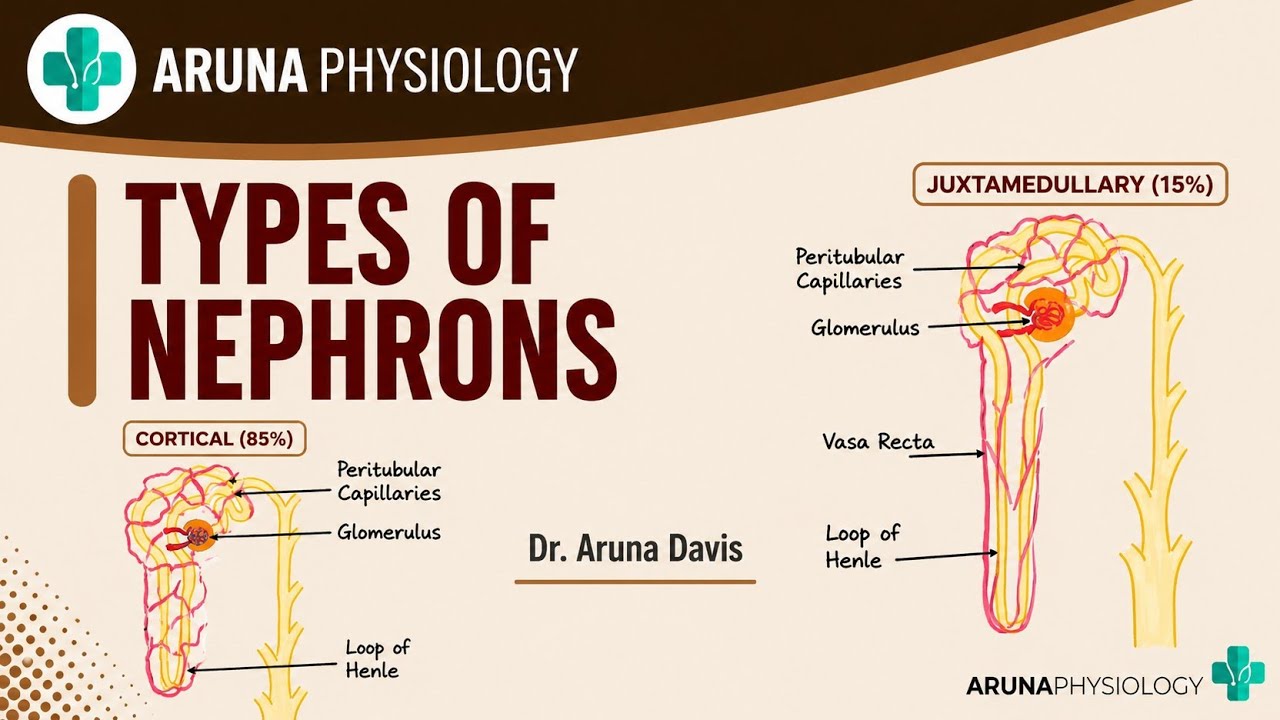 TYPES OF NEPHRONS|Physiology | First year MBBS - YouTube