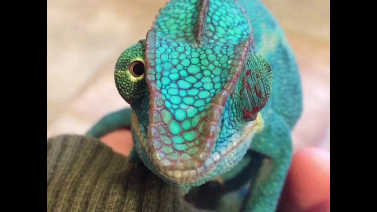 Amazing blue chameleon - Boris The Chameleon - YouTube