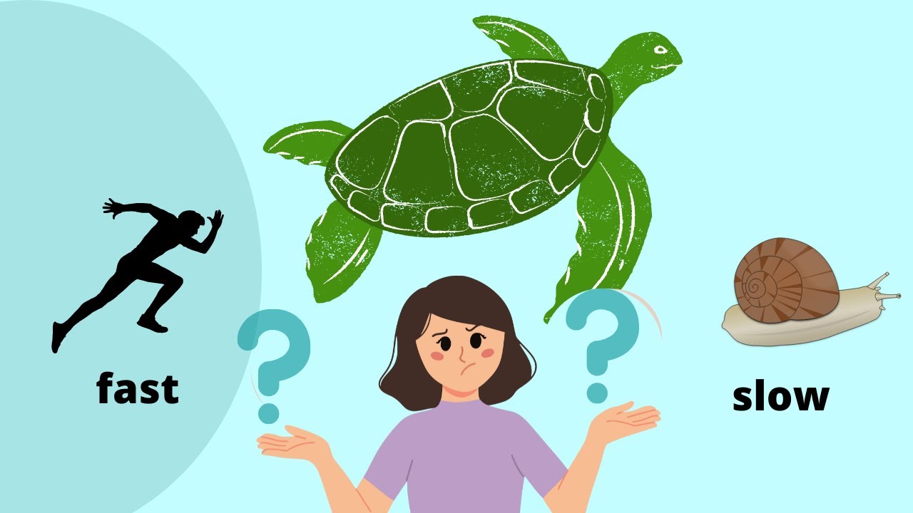 Adjectives Describing Animals Game YouTube adjectives-describing-animals-game-youtube