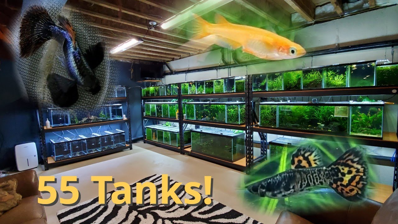 1st Fish Room Tour: 55 Tanks! Rice Fish, Guppies, Angelfish and More ...