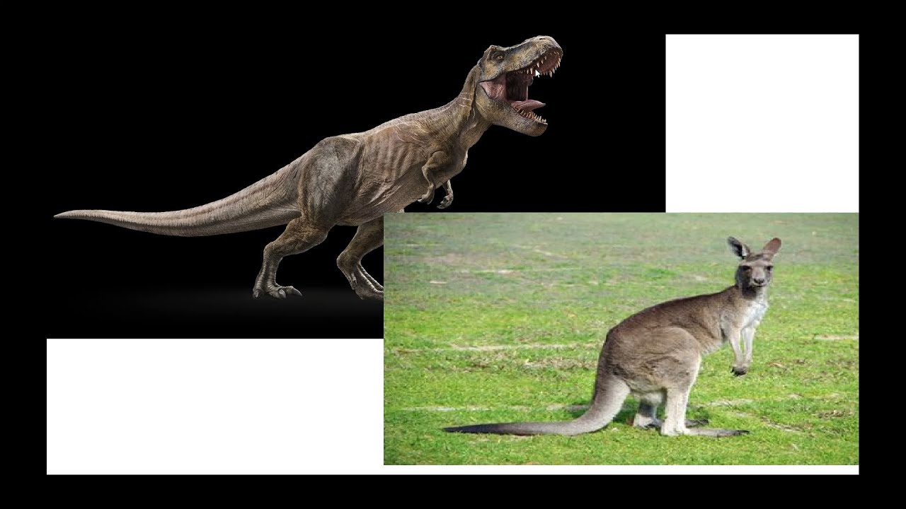 KANGAROOS ARE T-REX's HERE IS WHY - YouTube