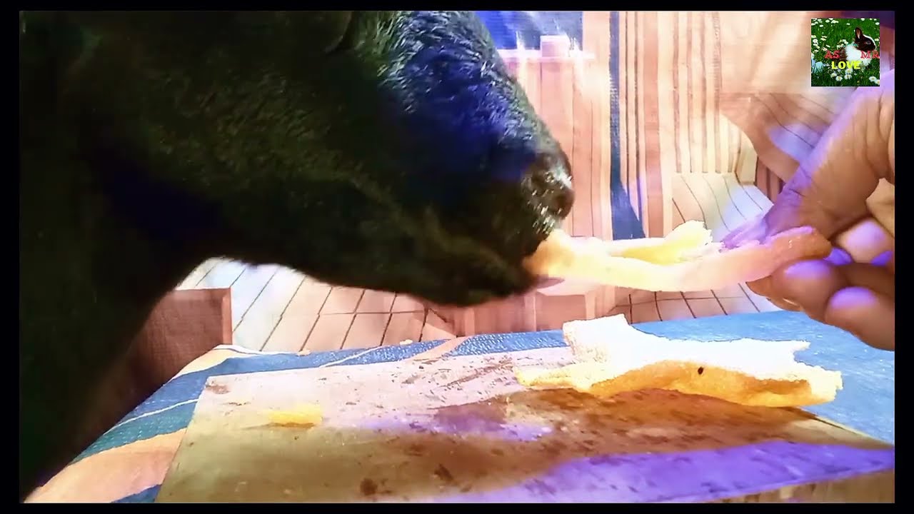 Goat animals asmr // papad asmr // animal asmr Love asmr - YouTube