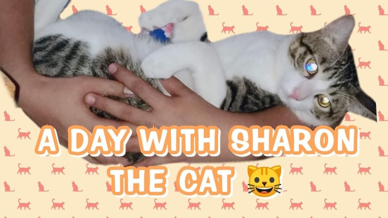 A day with Sharon the Cat - YouTube