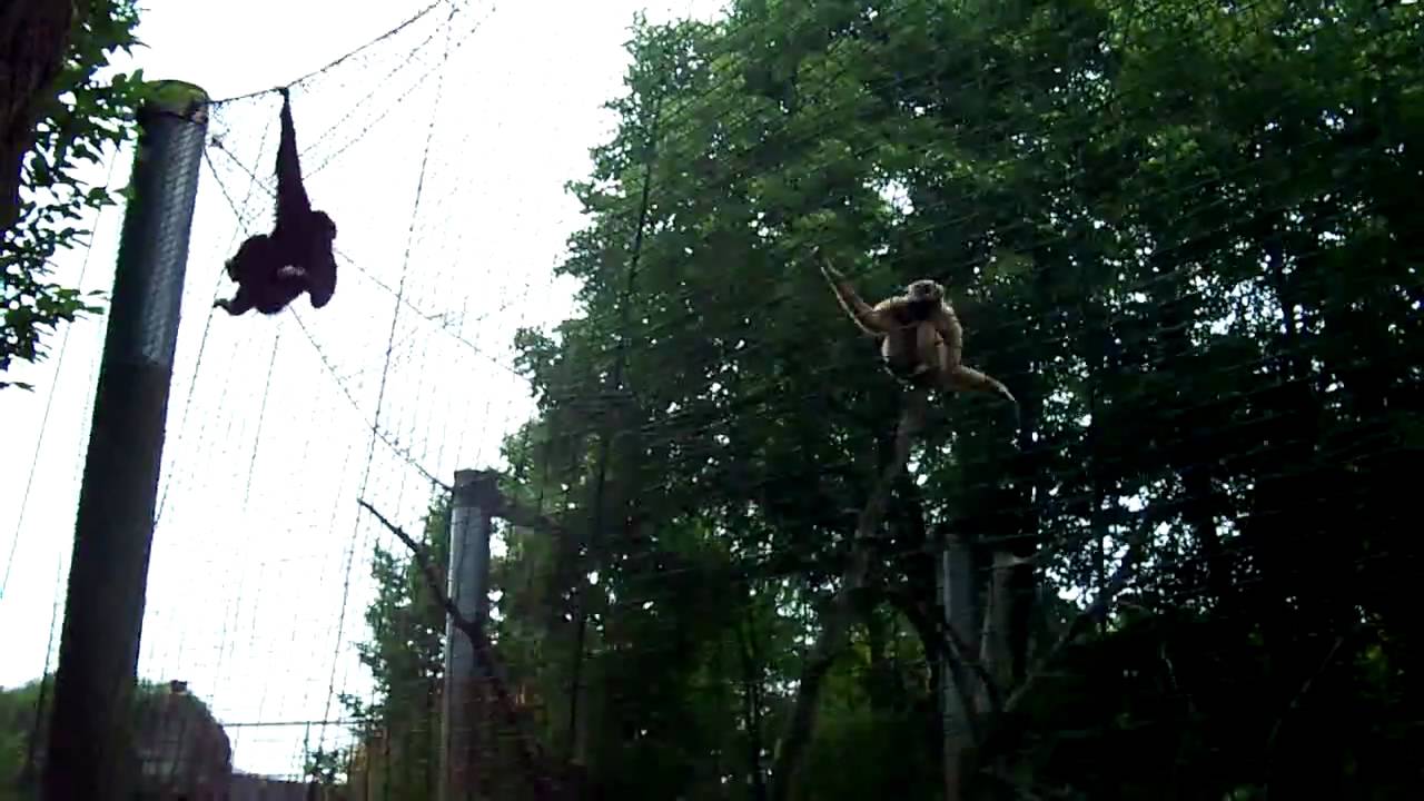 Indianapolis Zoo (Howler Monkeys) - YouTube