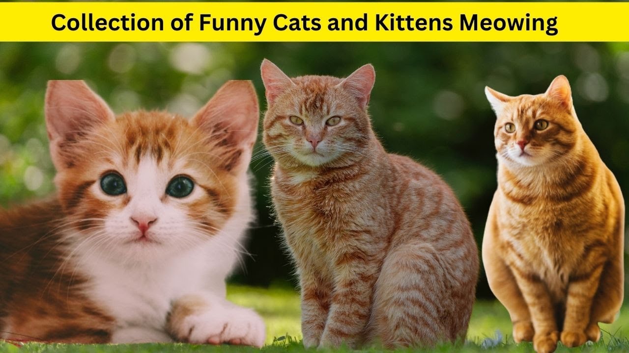 Kitten Meows But Famous Places || Must watch funny pet cat with Meow ...