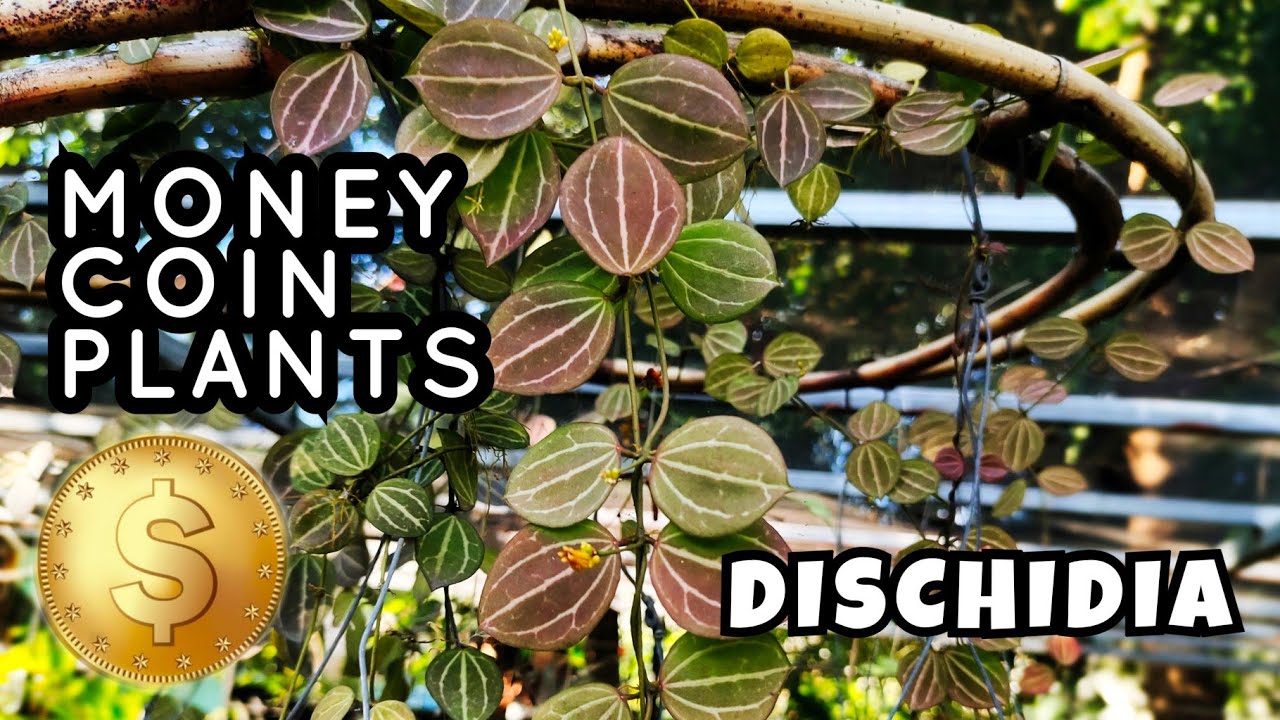 MONEY COIN PLANT DISCHIDIA | PLANT UPDATES & CARE TIPS - YouTube