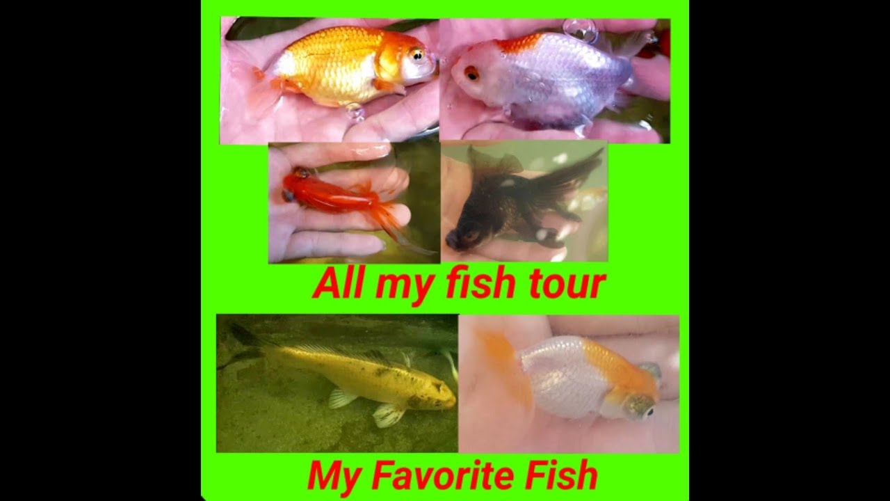 All my fish Tour (English Sub)ទស្សនាត្រីទាំងអស់របស់ខ្ញុំ - YouTube
